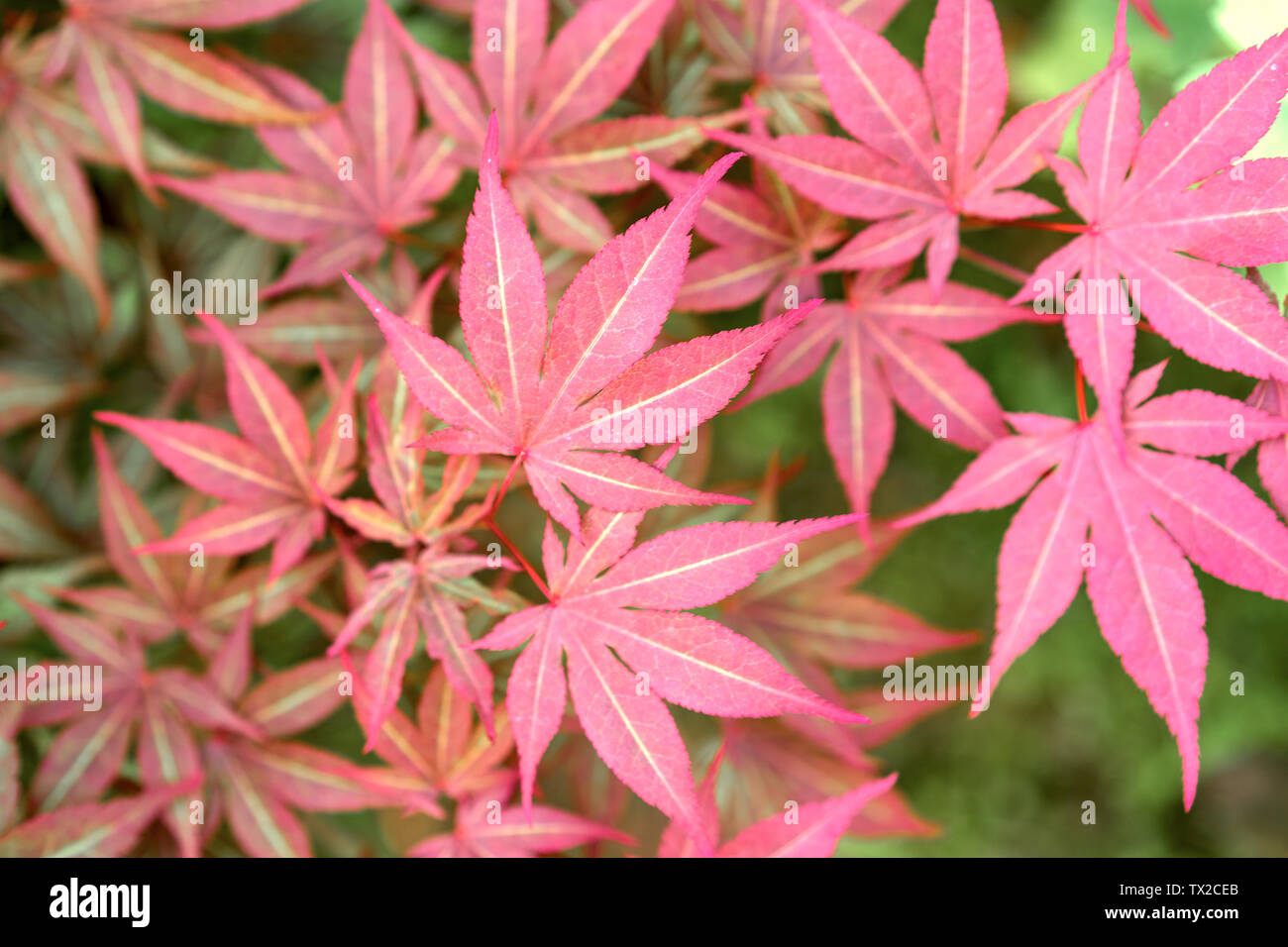 Beautiful leaves of a red Japanese maple or Acer japonicum on a sunny ...