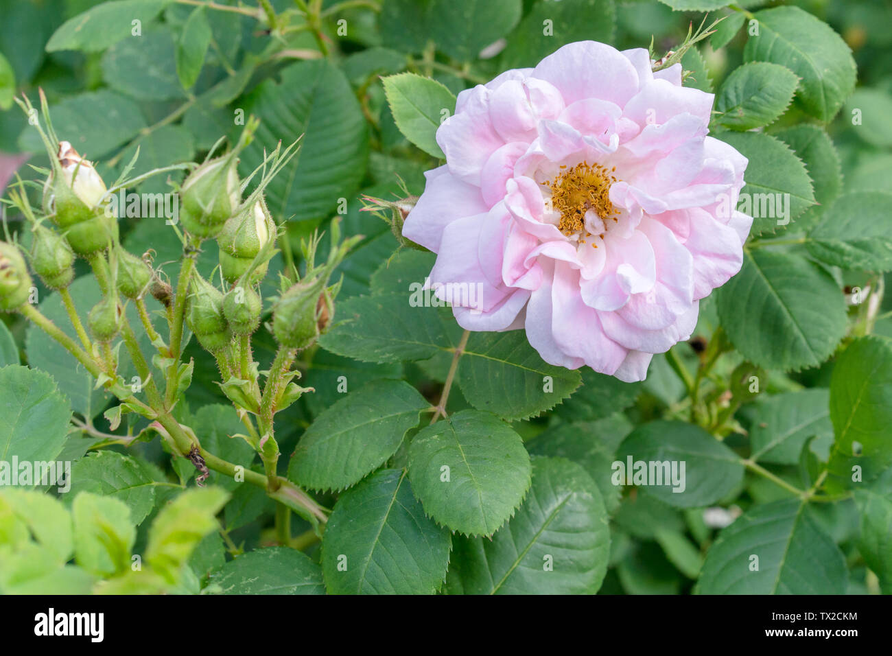 A pink rose in a garden enjoys the spring warmth Stock Photo - Alamy