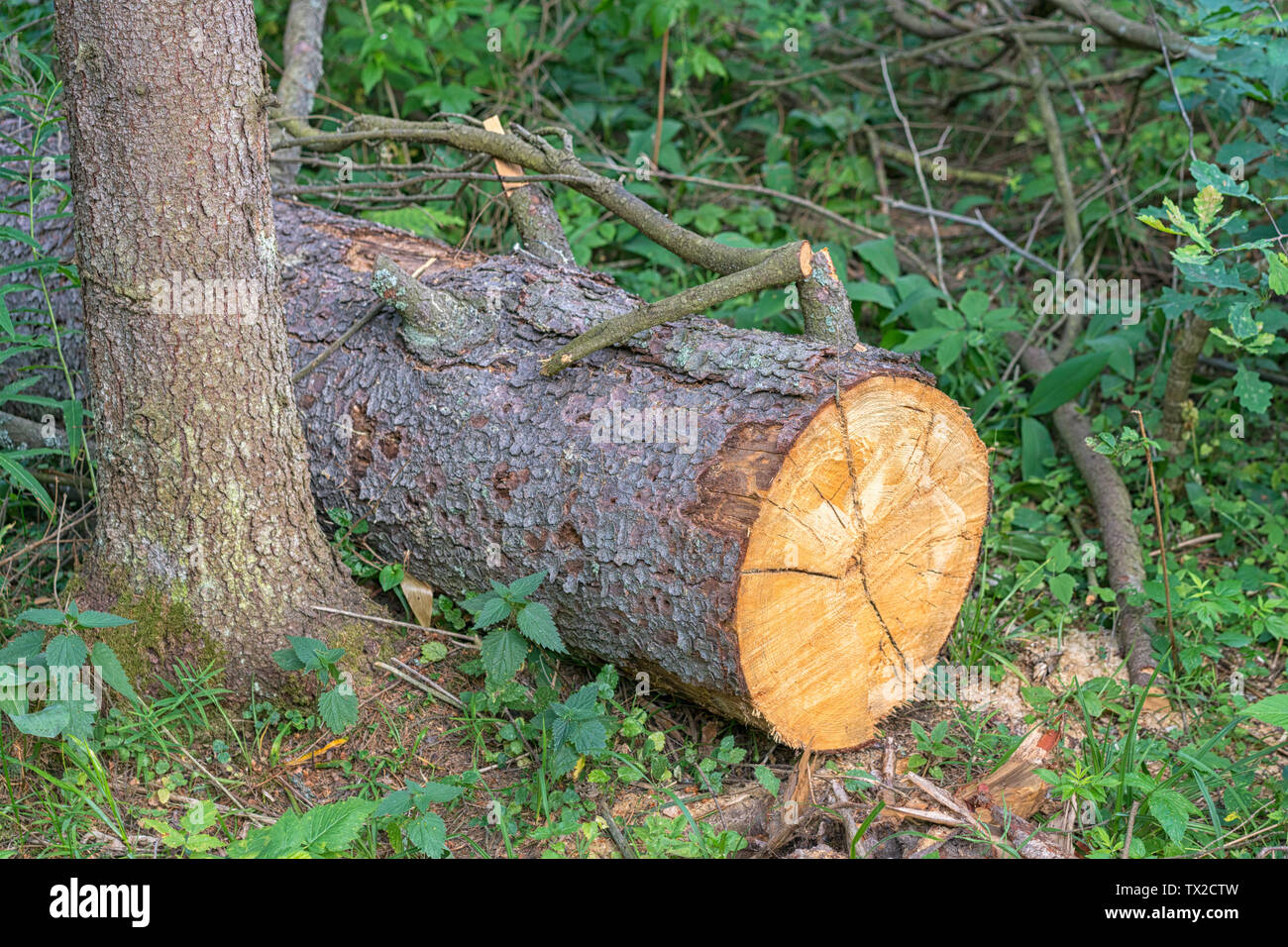 Cut pines laying on the ground in the forest Stock Photo - Alamy