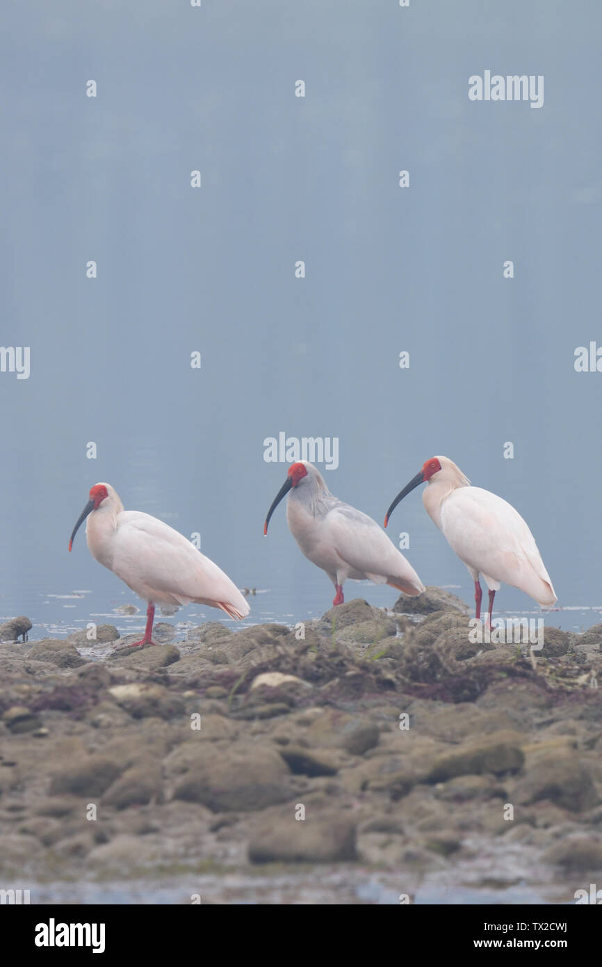 Japanese ibises hi-res stock photography and images - Alamy