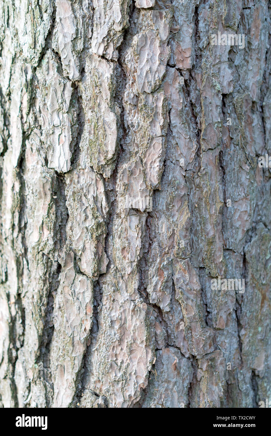 Texture of bark of pine and spruce trees Stock Photo - Alamy