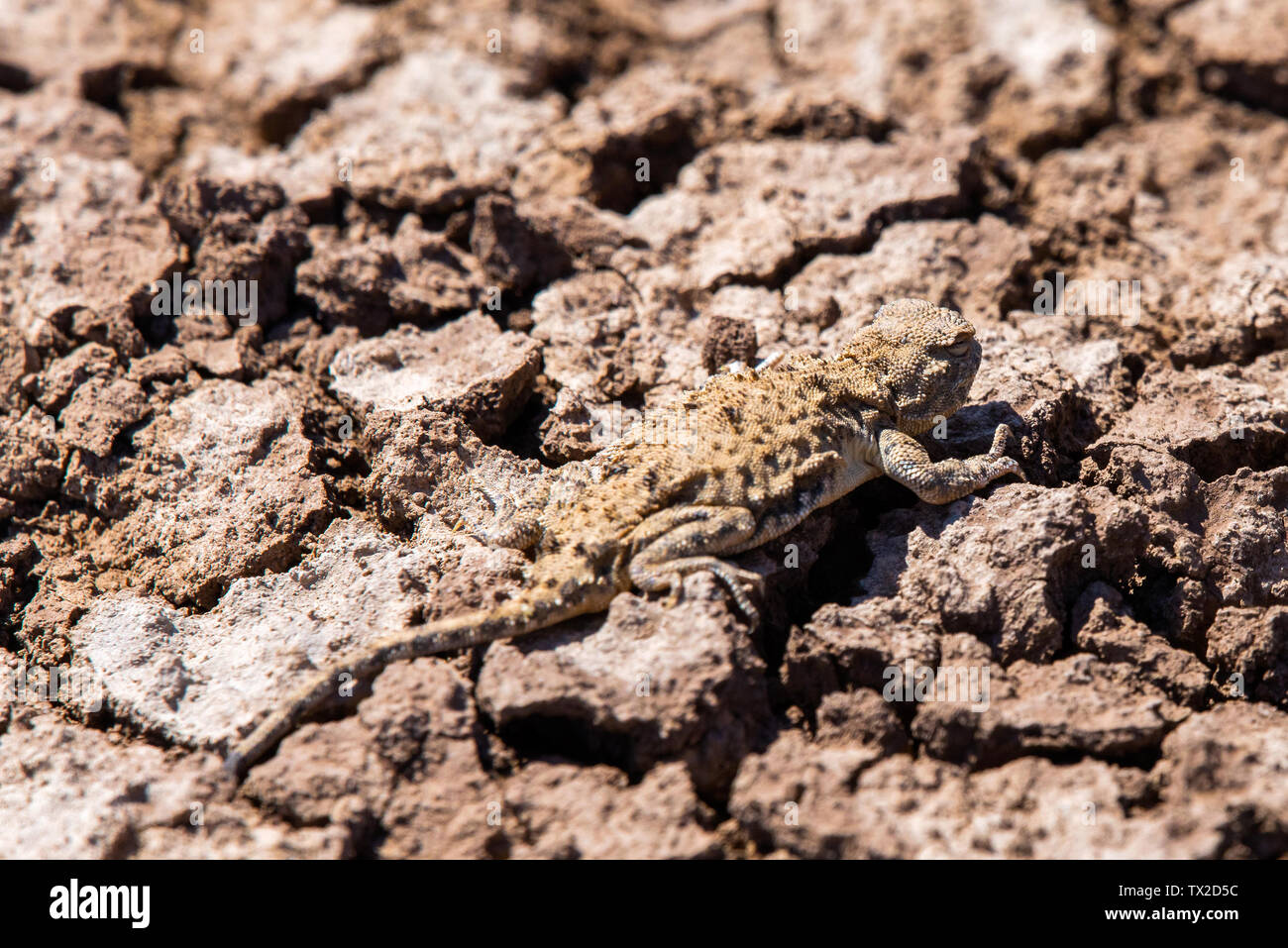 Phrynocephalus helioscopus agama close portrait in nature Stock Photo ...