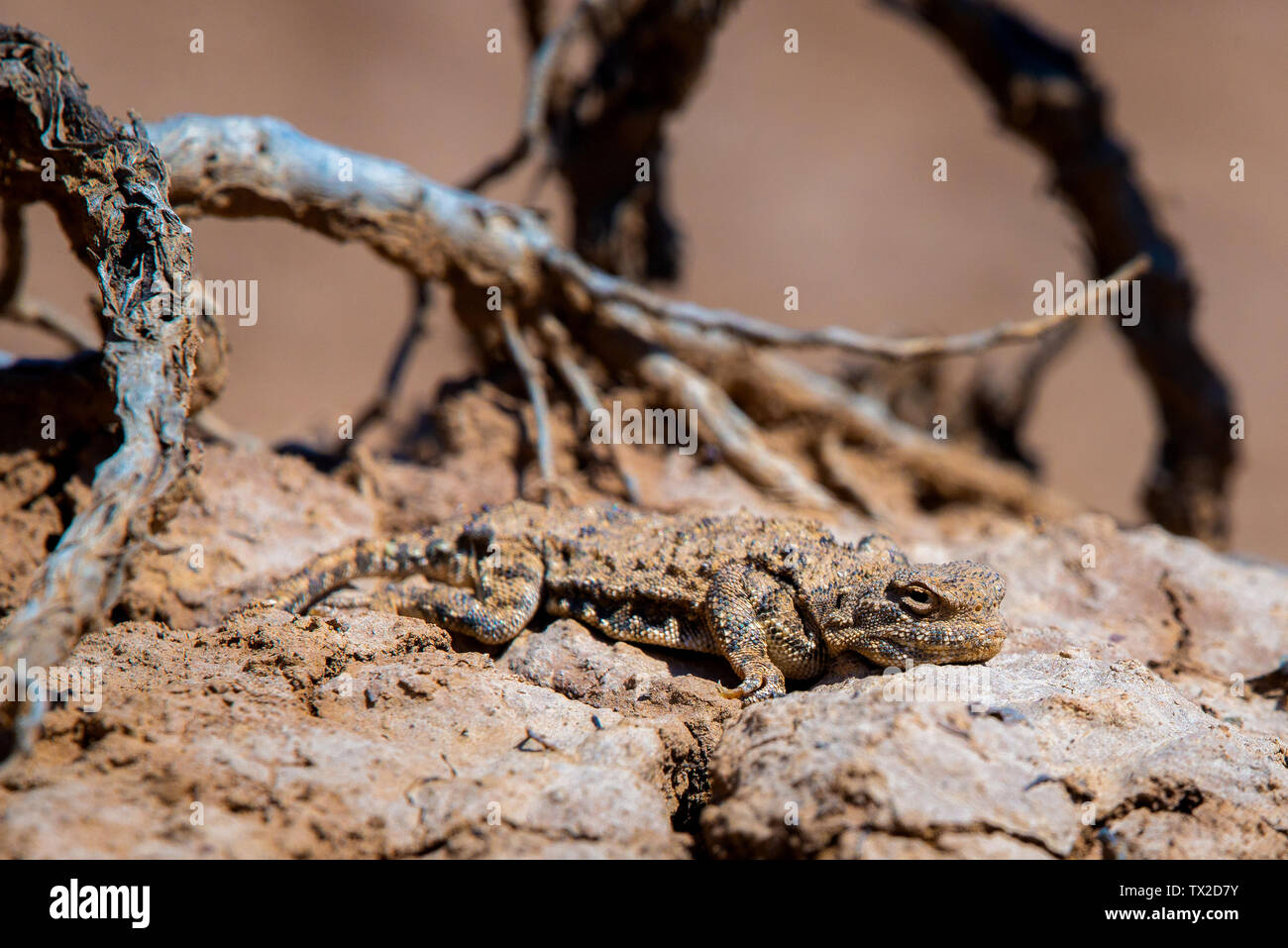 Phrynocephalus helioscopus agama close portrait in nature Stock Photo ...