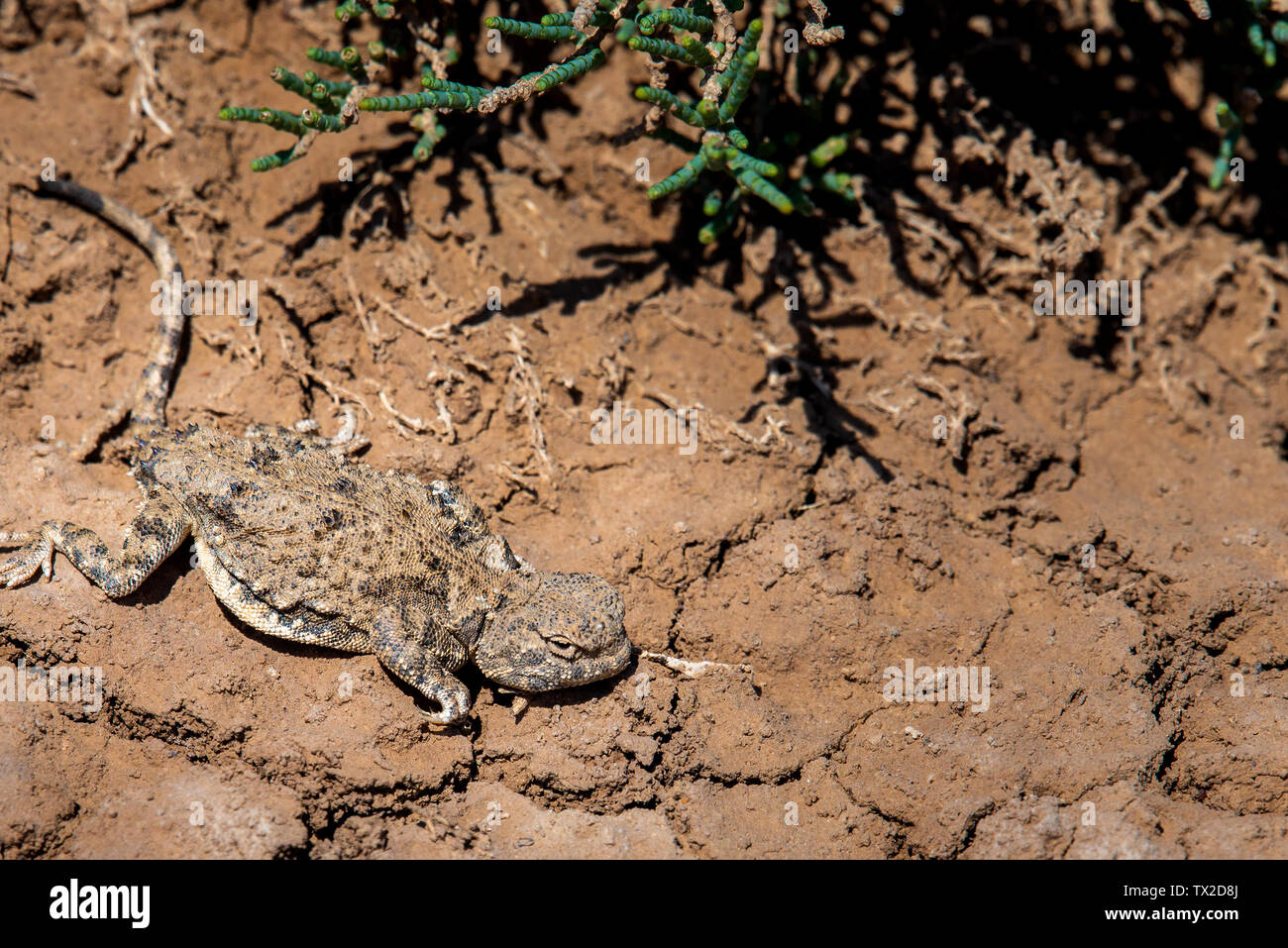Close portrait of Phrynocephalus helioscopus agama in nature Stock ...