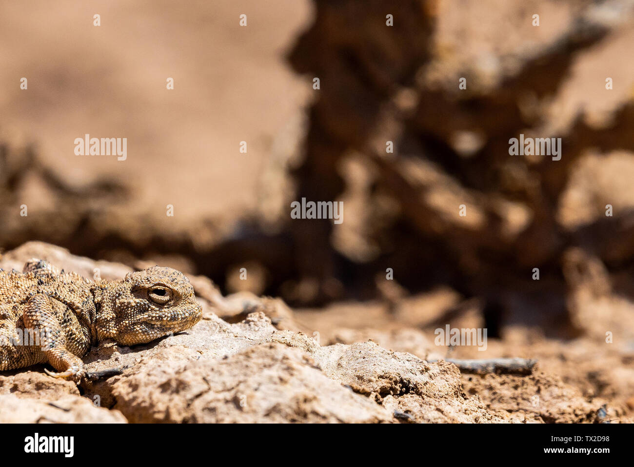 Close portrait of Phrynocephalus helioscopus agama in nature Stock ...