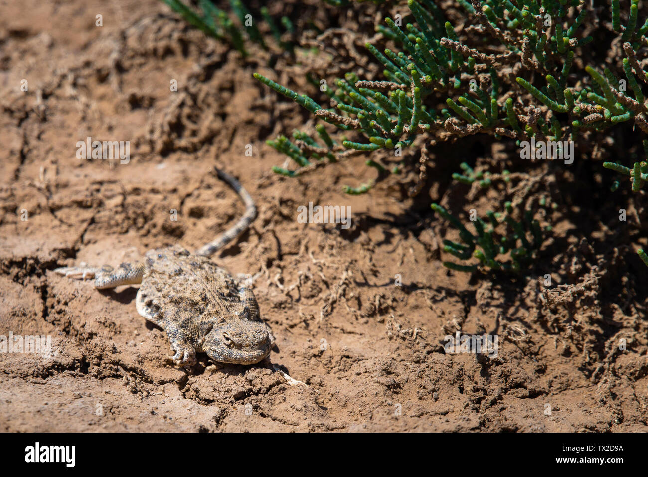 Close portrait of Phrynocephalus helioscopus agama in nature Stock ...