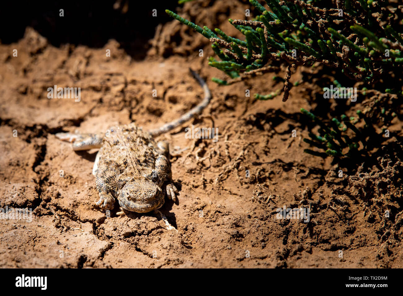 Phrynocephalus helioscopus agama close portrait in nature Stock Photo ...