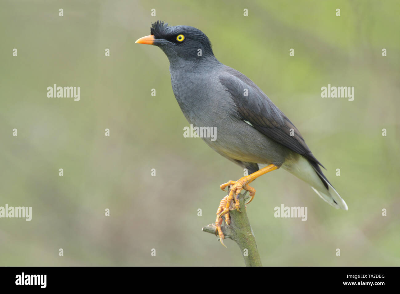 Jungle Myna (Acridotheres fuscus) in Kaziranga National Park, Assam ...