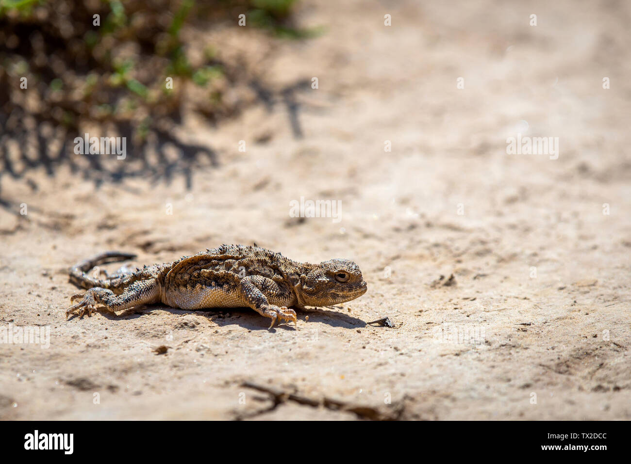 Close portrait of Phrynocephalus helioscopus agama in nature Stock ...