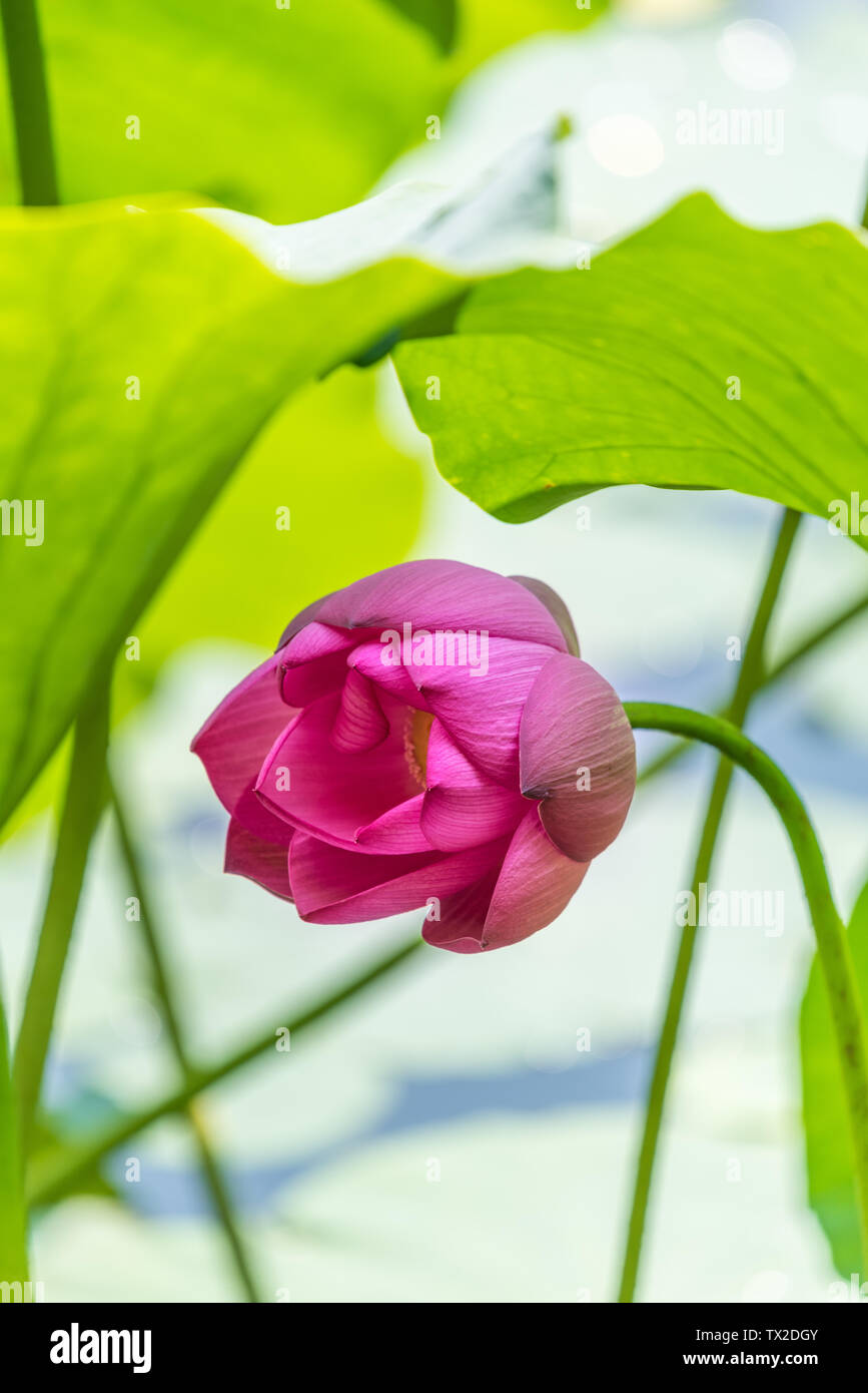 Lotus flower under sunny autumn day in Zhaoling, Shenyang Stock Photo ...