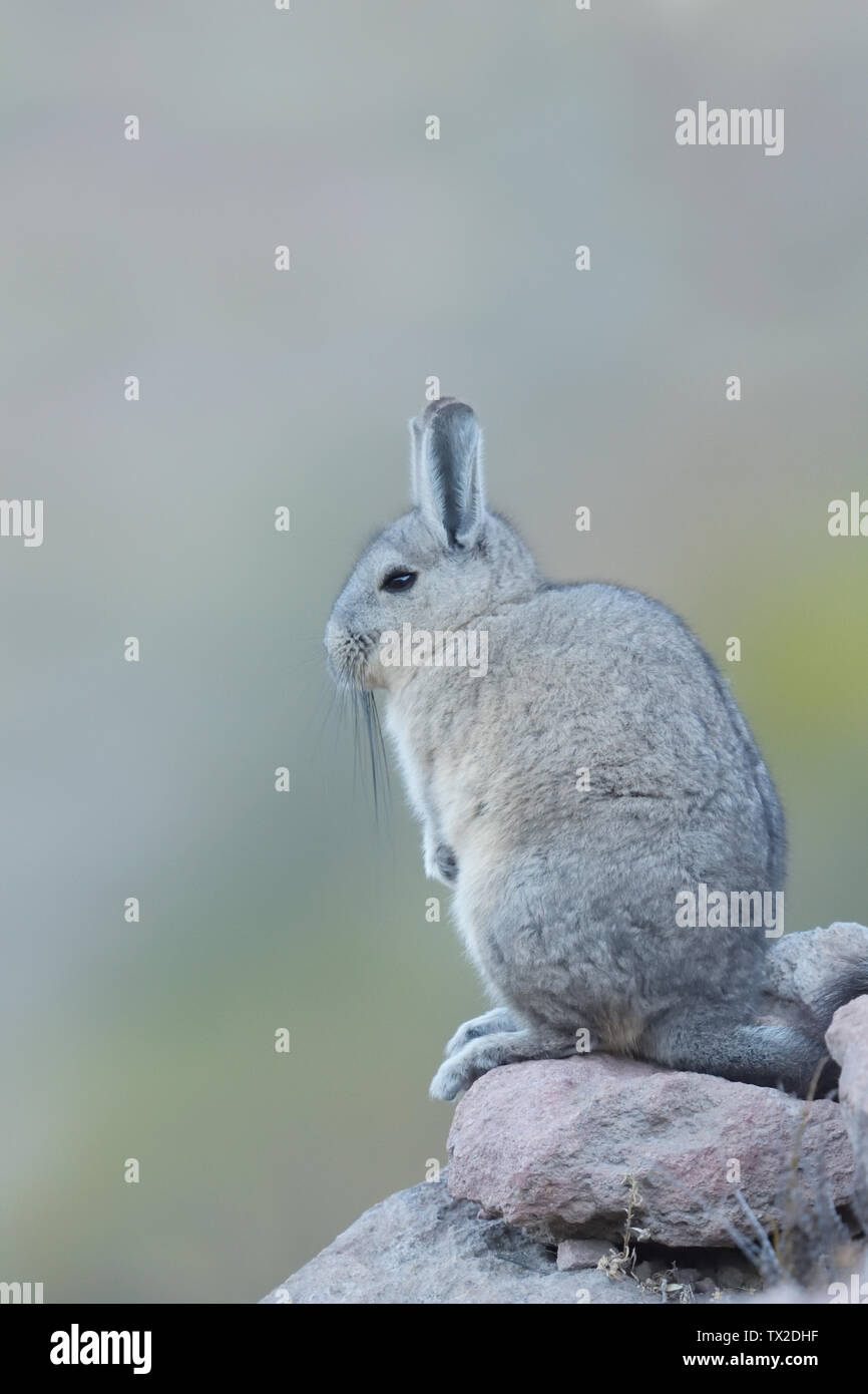 Vizcacha Stock Photos & Vizcacha Stock Images - Alamy