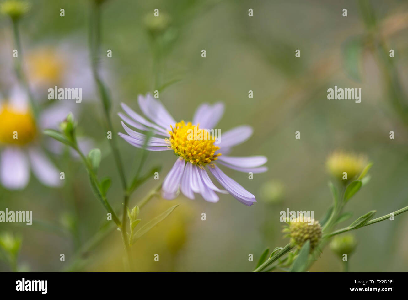 One flower, one world Stock Photo - Alamy