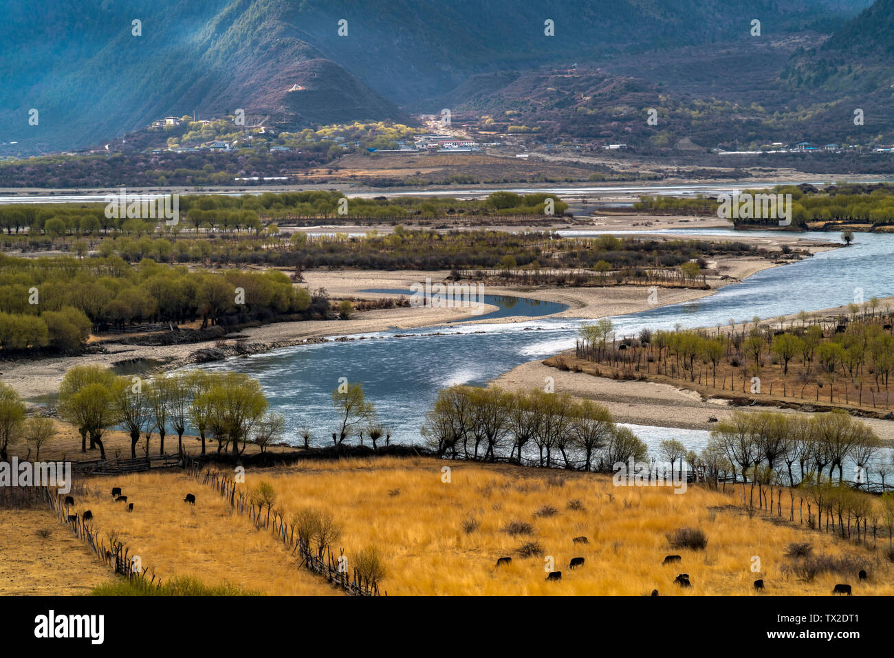 Lin zhi hi-res stock photography and images - Alamy