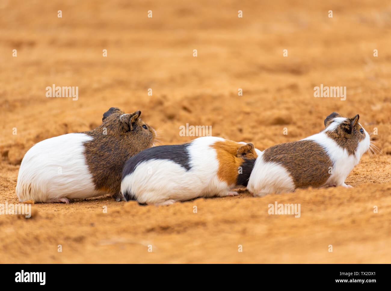 Three adorable guinea pigs in an outdoor clearing Stock Photo - Alamy