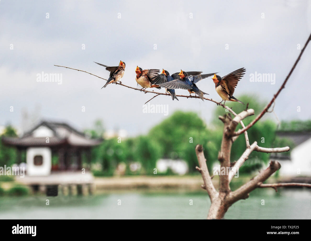 Sing the same song Stock Photo - Alamy