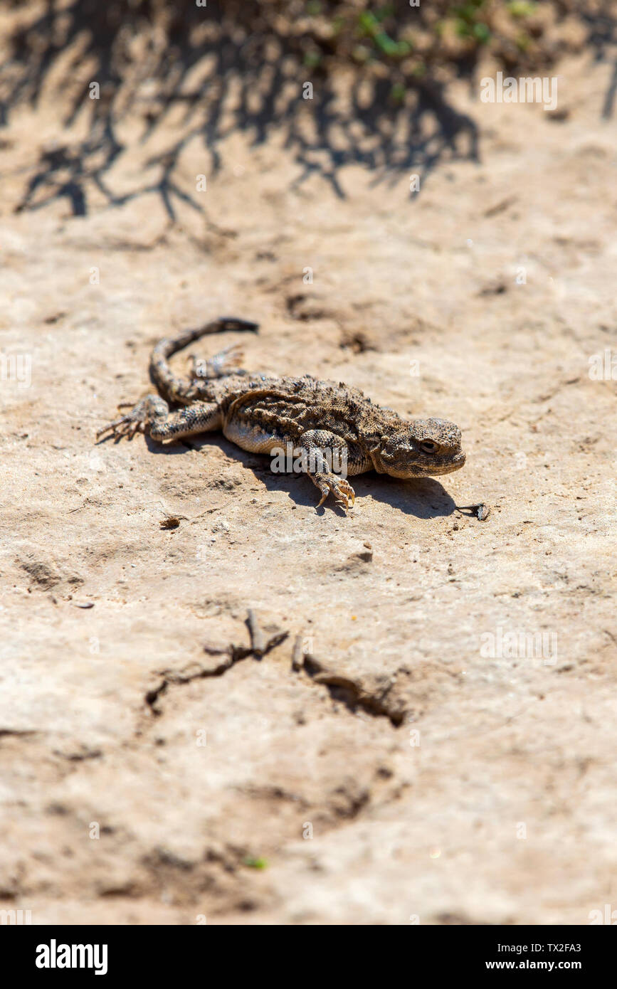 Close portrait of Phrynocephalus helioscopus agama in nature Stock ...