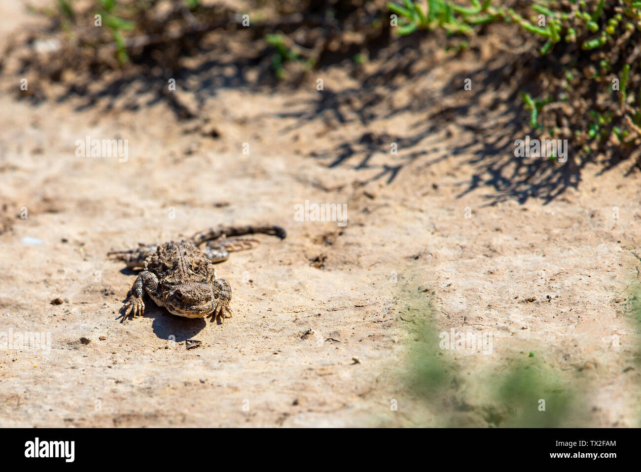 Close portrait of Phrynocephalus helioscopus agama in nature Stock ...