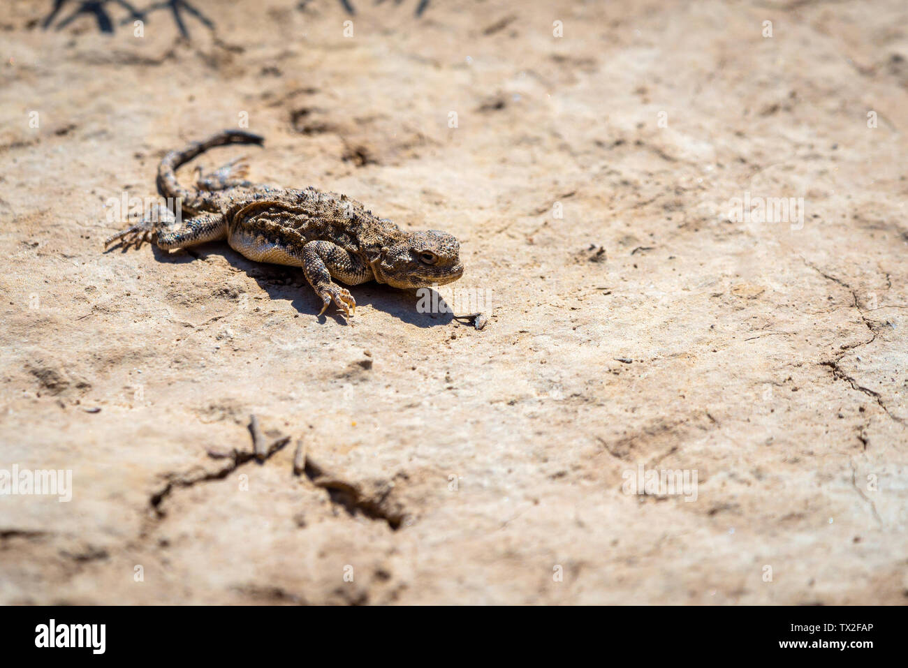 Close portrait of Phrynocephalus helioscopus agama in nature Stock ...