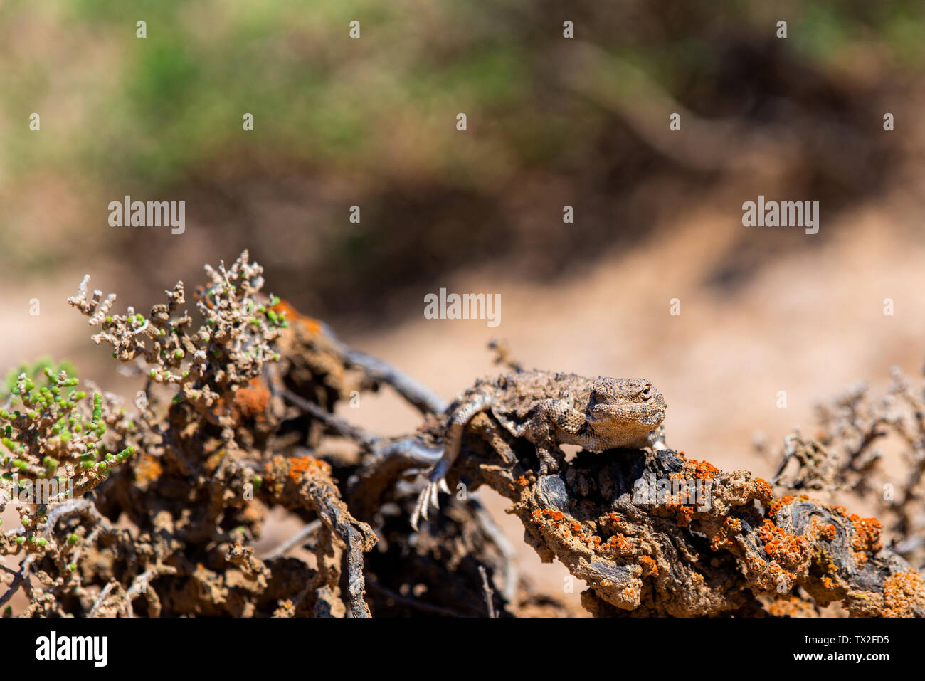 Close portrait of Phrynocephalus helioscopus agama in nature Stock ...
