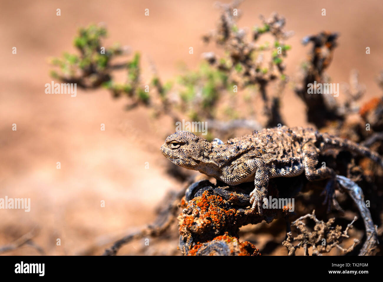 Close portrait of Phrynocephalus helioscopus agama in nature Stock ...