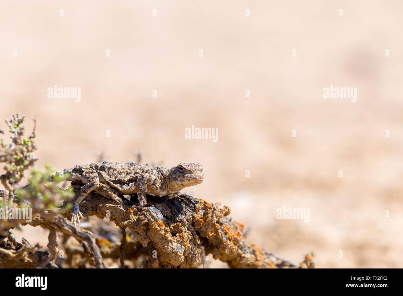 Close portrait of Phrynocephalus helioscopus agama in nature Stock ...