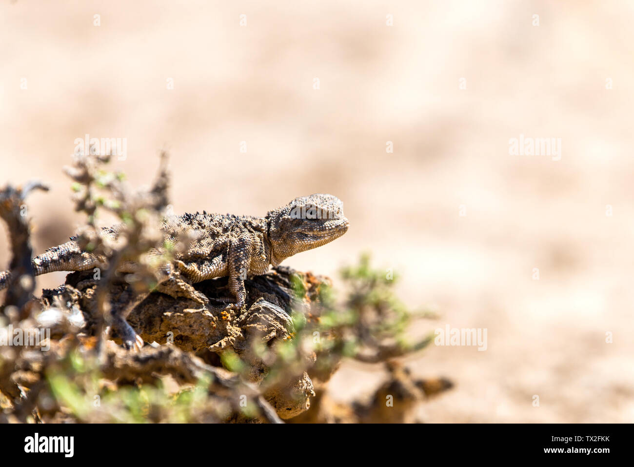 Close portrait of Phrynocephalus helioscopus agama in nature Stock ...