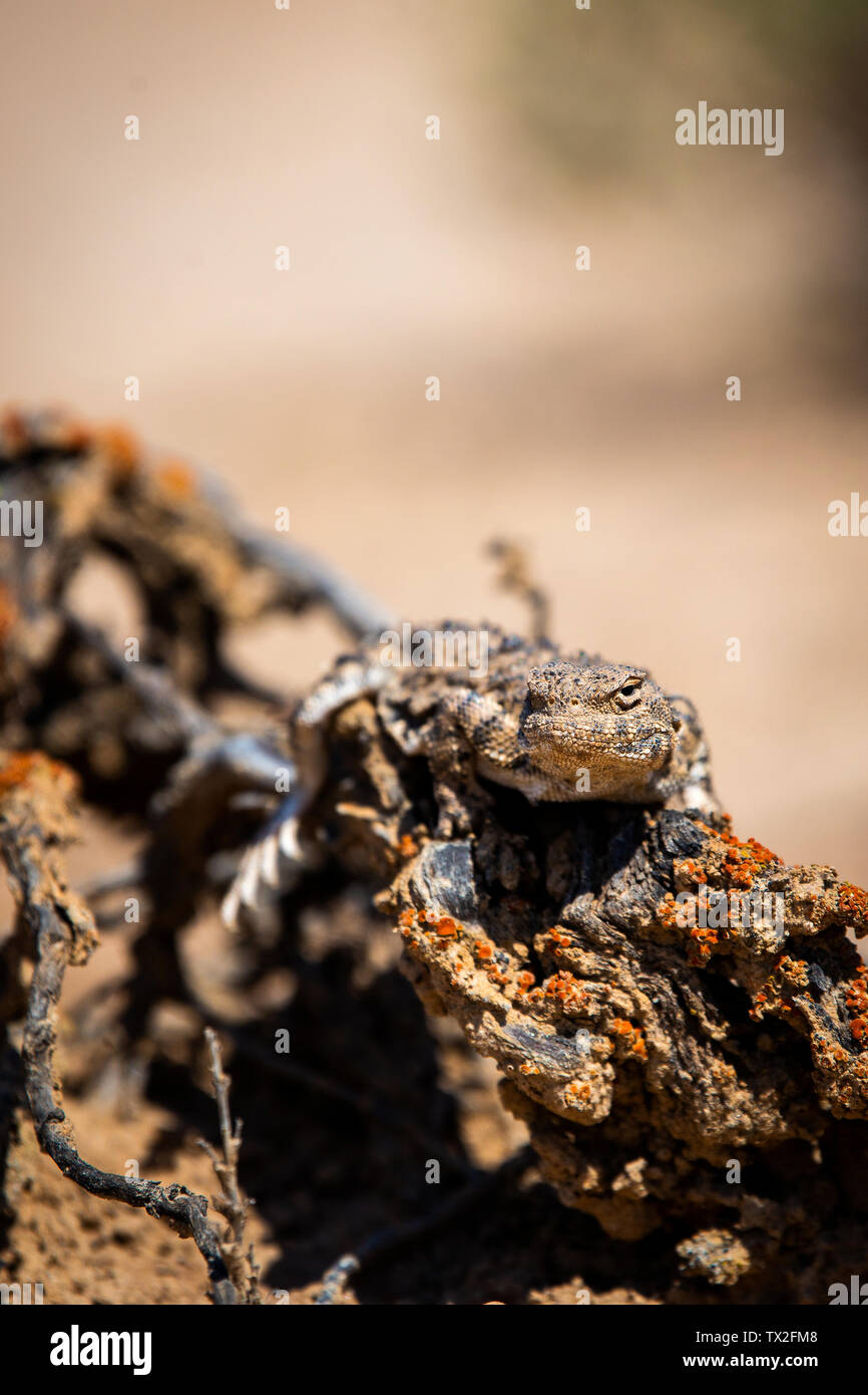 Close portrait of Phrynocephalus helioscopus agama in nature Stock ...