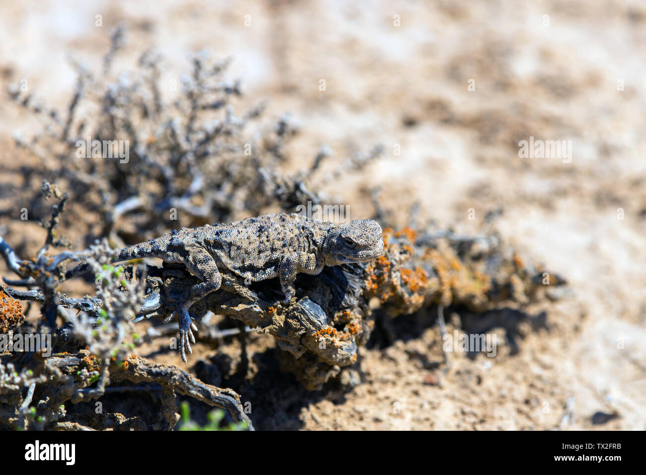 Close portrait of Phrynocephalus helioscopus agama in nature Stock ...