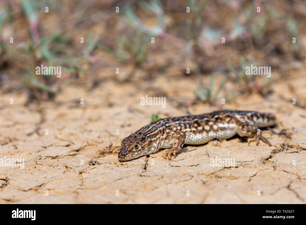 Ground runner hi-res stock photography and images - Alamy