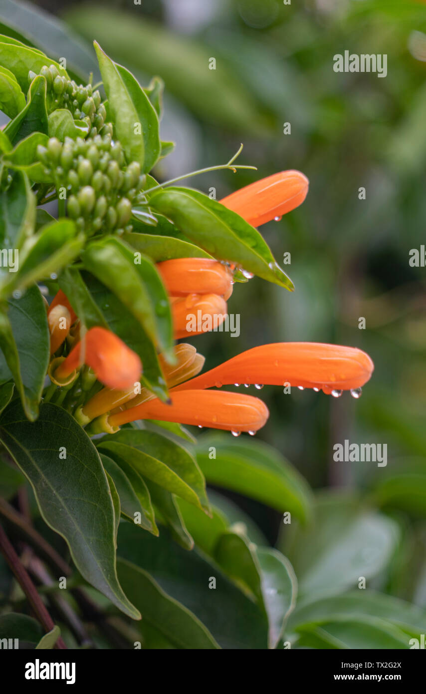 Close up firecrackers hi-res stock photography and images - Alamy