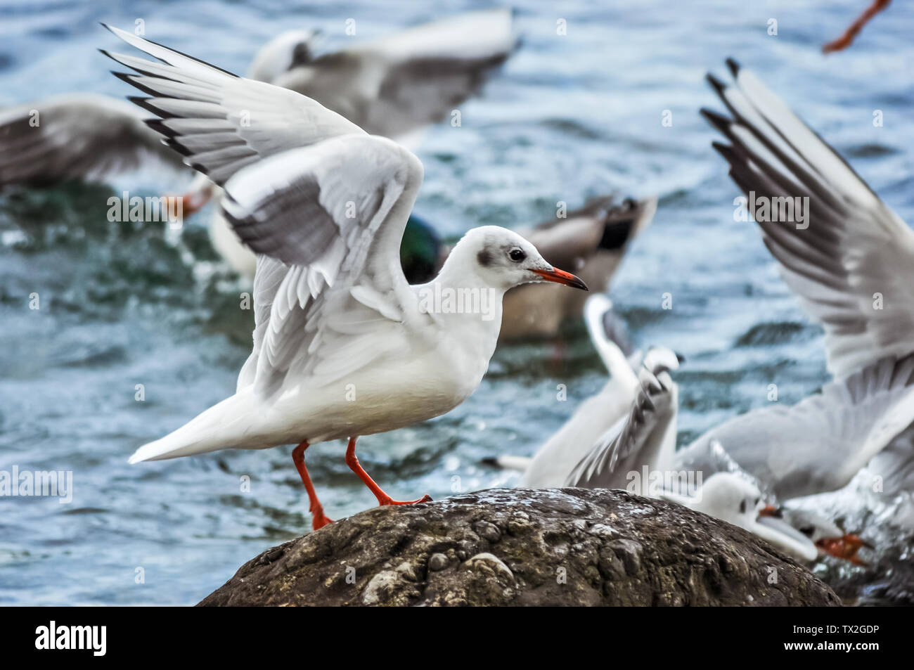 Erhai seagulls hi-res stock photography and images - Alamy