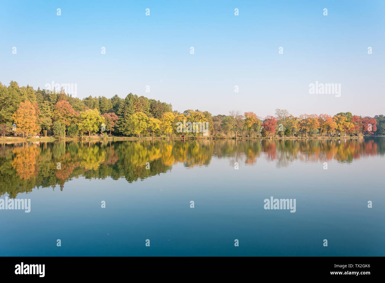 Nanjing Autumn Zhongshan Botanical Garden Qianhu autumn tallow tree ...