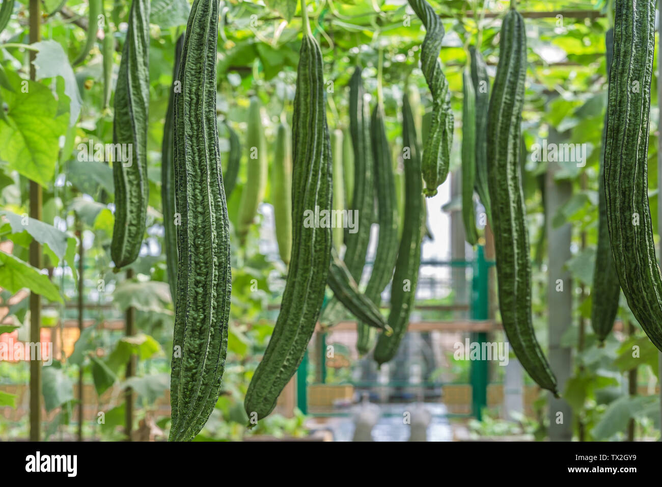 Fresh green loofah growing under the scaffolding Stock Photo - Alamy