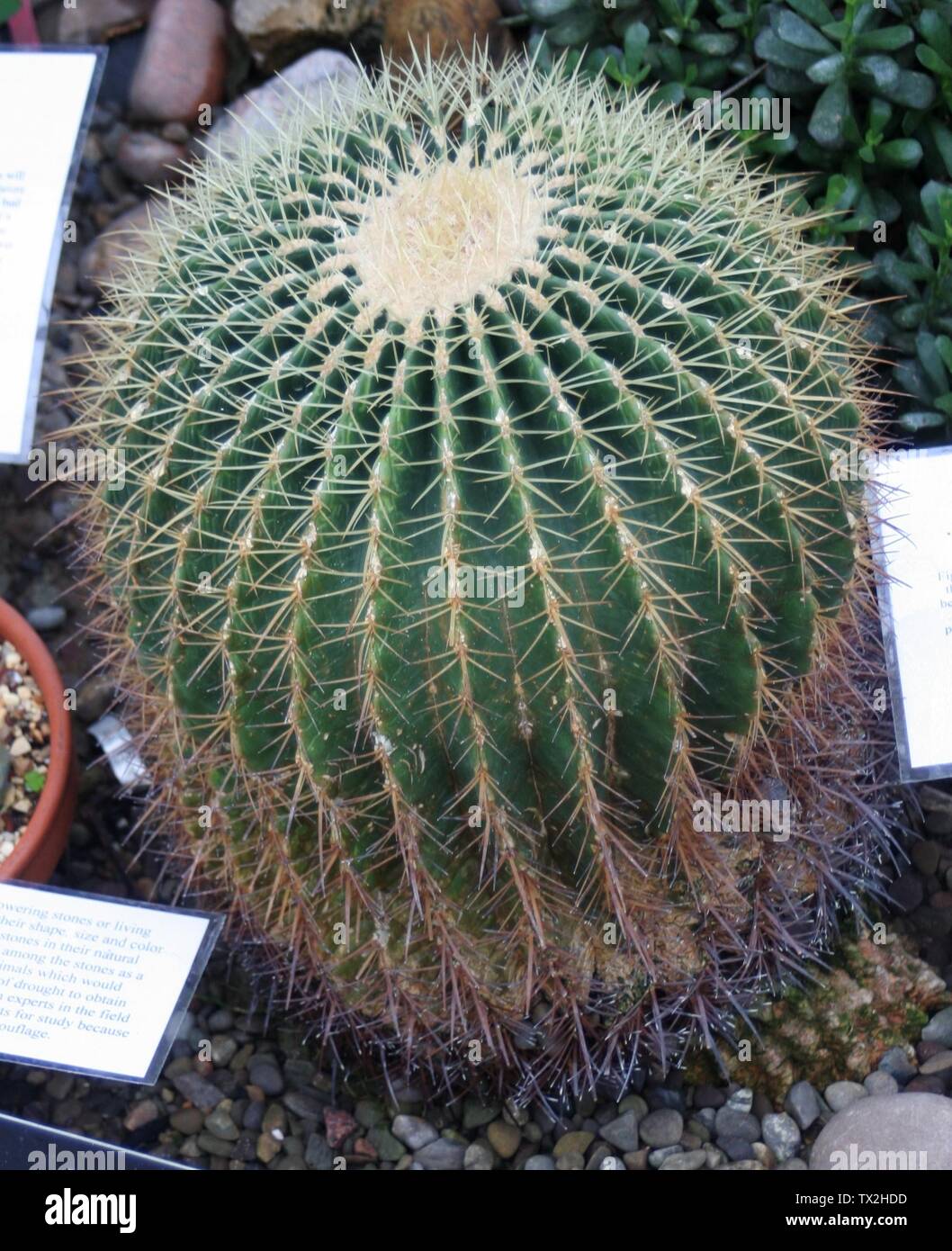 Echinocactus Platyacanthus High Resolution Stock Photography and Images ...
