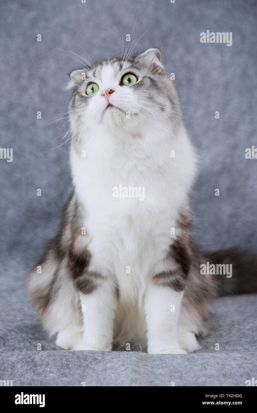 Scottish Eared Cat Stock Photo - Alamy