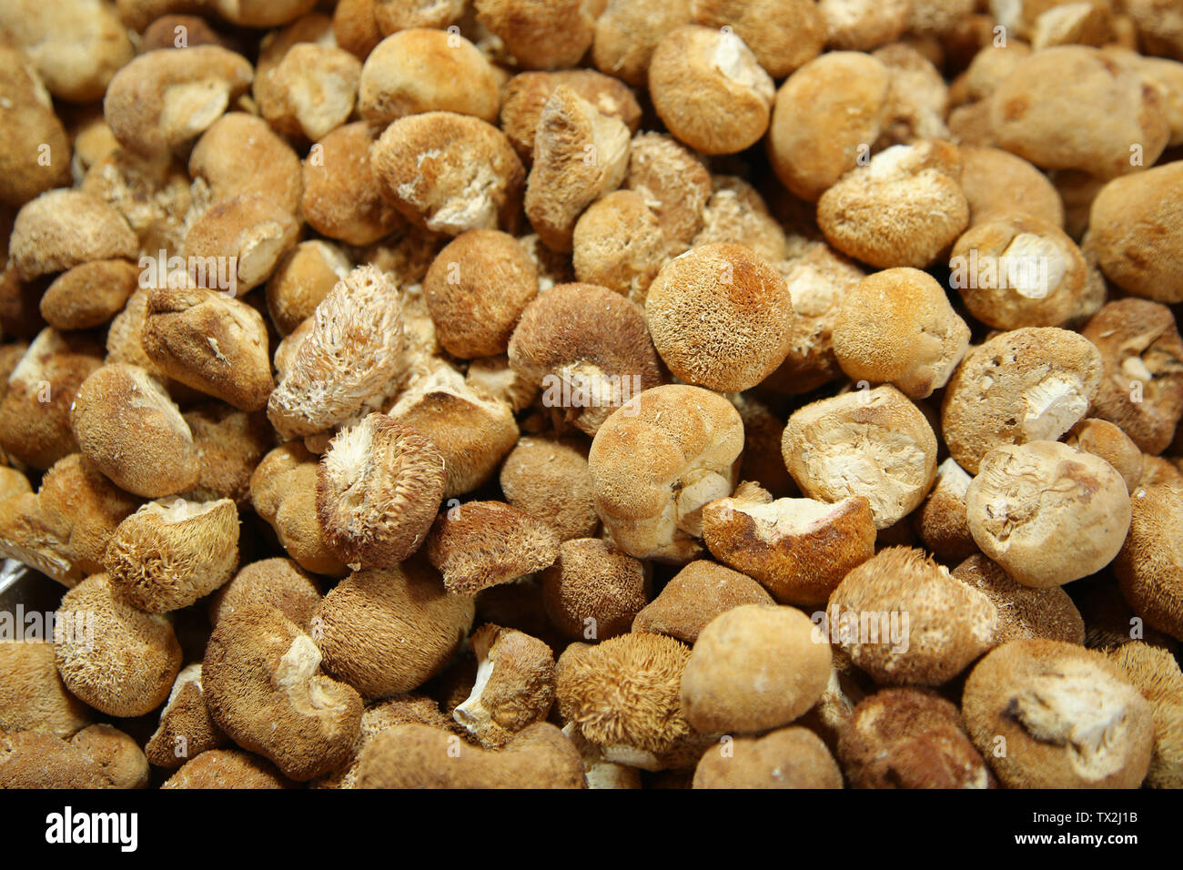 Monkey head mushroom hi-res stock photography and images - Alamy