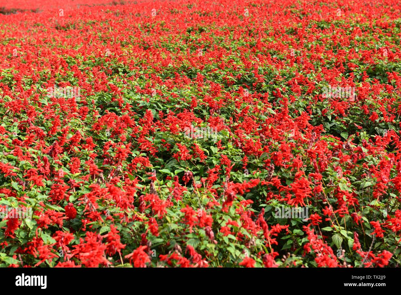 String of red flowers Stock Photo - Alamy