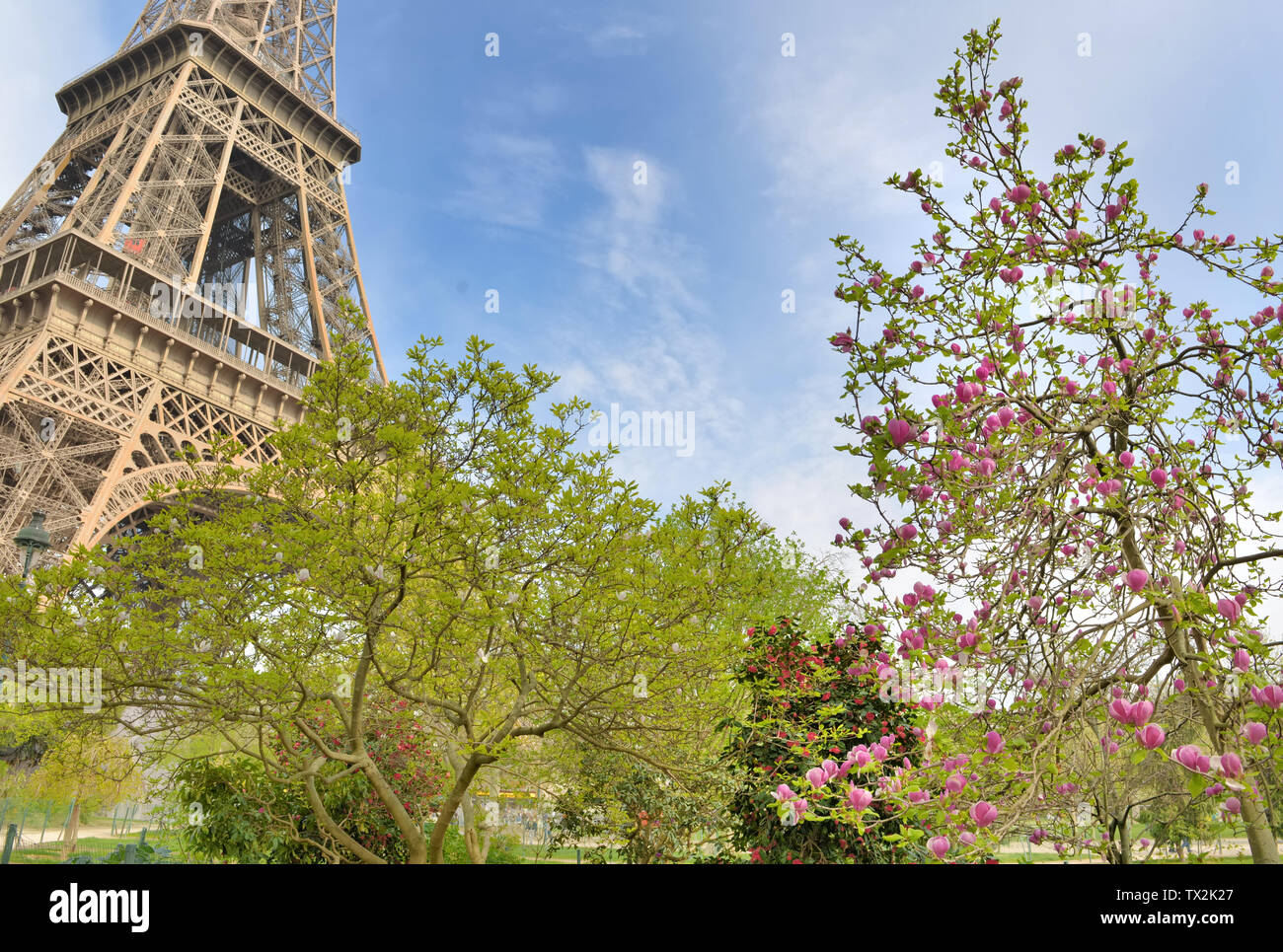 parisian garden with tree blosoming in spring and part of eiffel tower ...