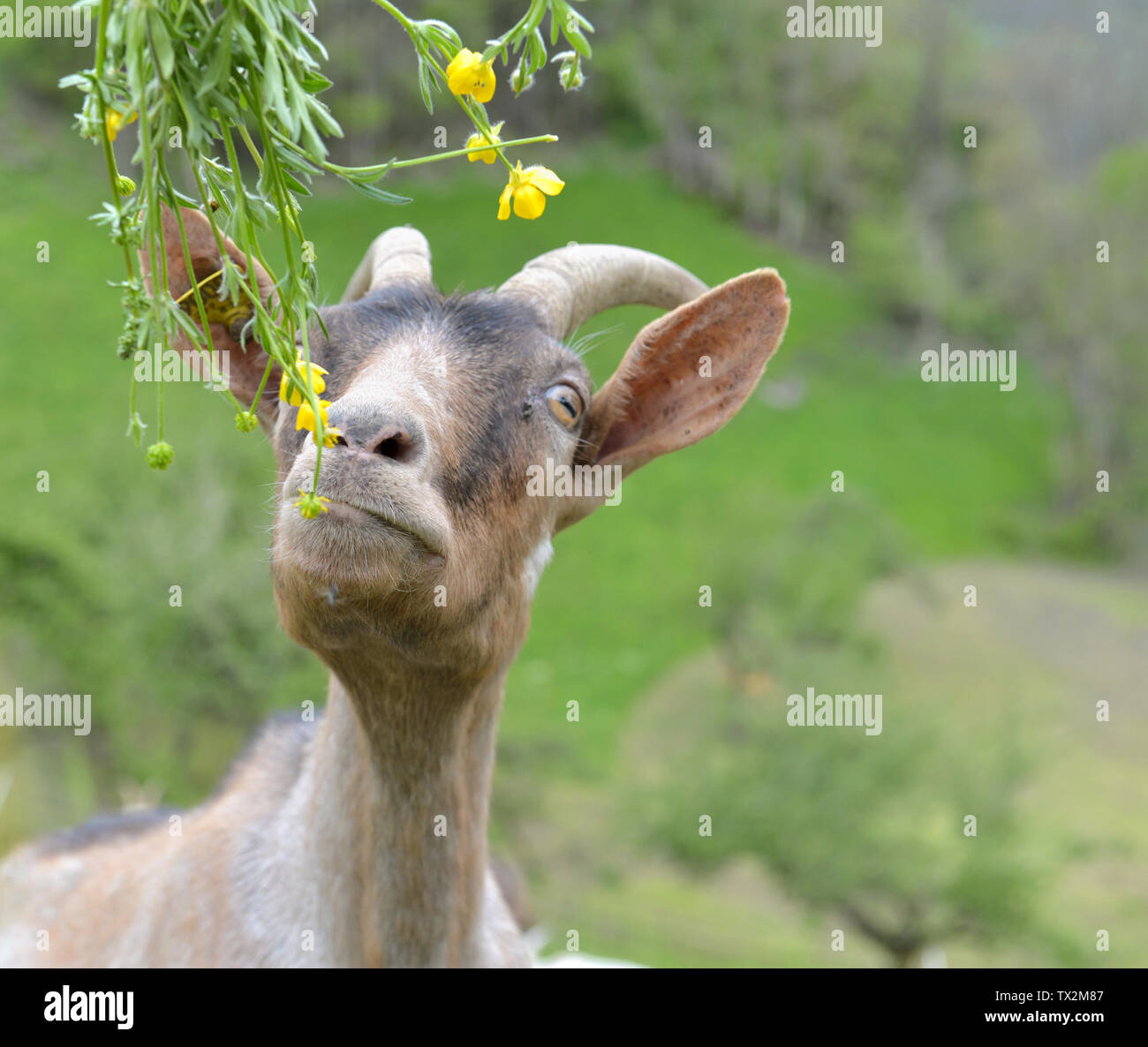 portrait of pretty alpine goat grazing flowers Stock Photo - Alamy