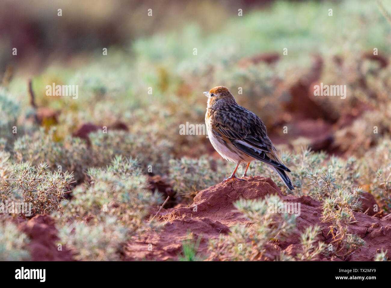 White-winged Lark or Alauda leucoptera sits on ground Stock Photo - Alamy