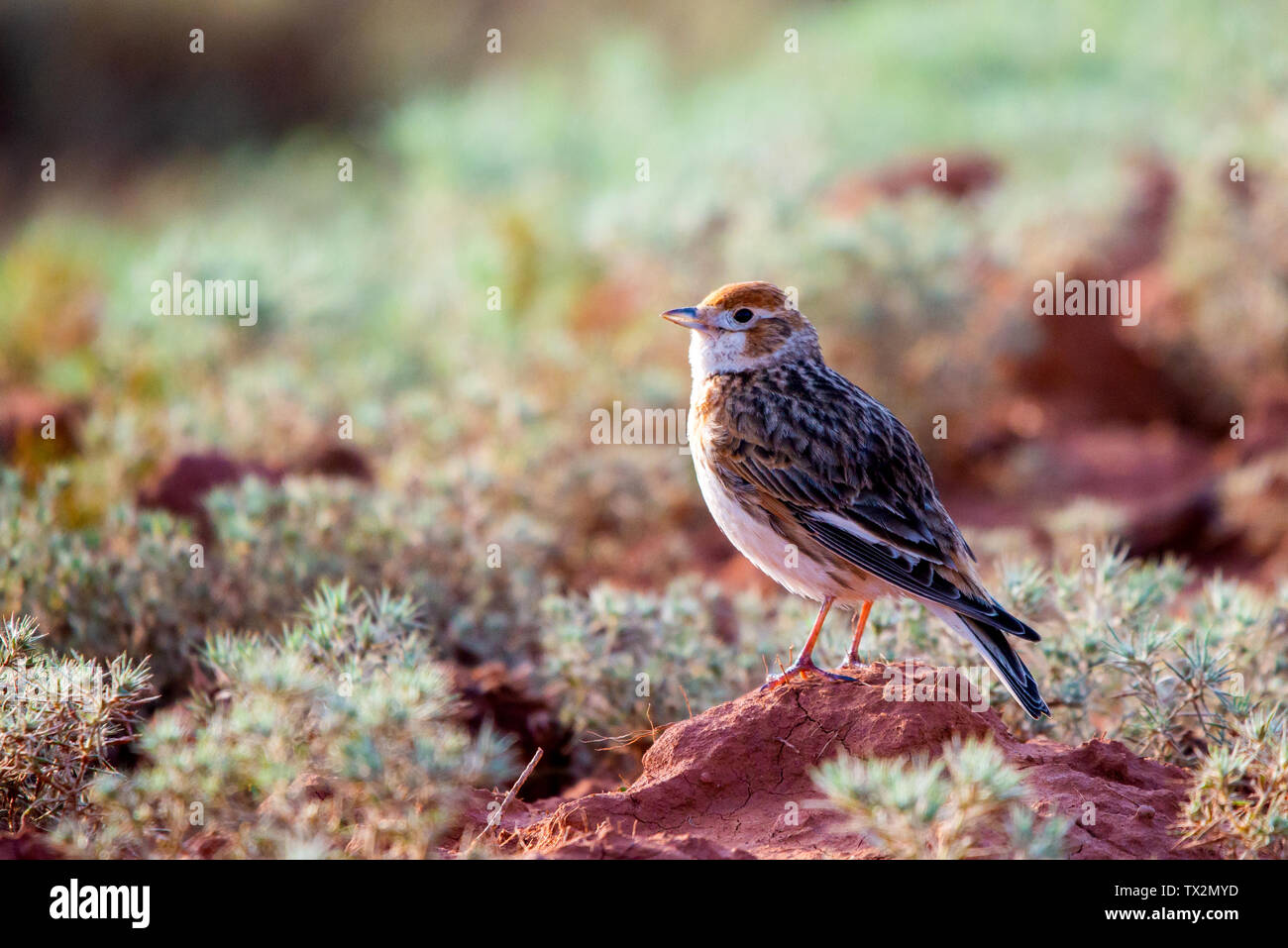 White Winged Magpie High Resolution Stock Photography and Images - Alamy