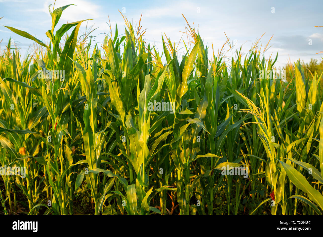 Green sweet corn field, nature Stock Photo - Alamy