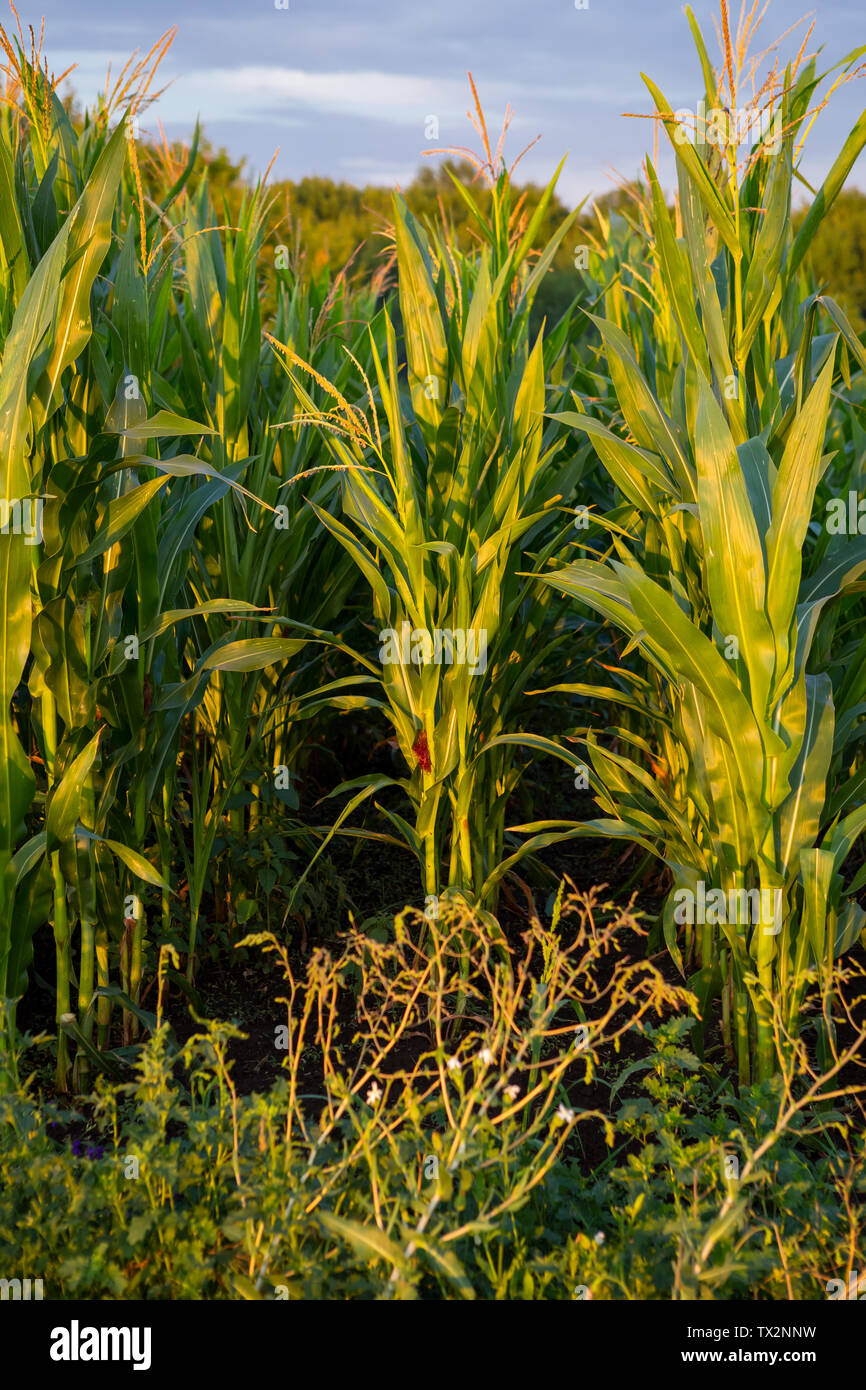 Green sweet corn field in sunset, nature Stock Photo - Alamy