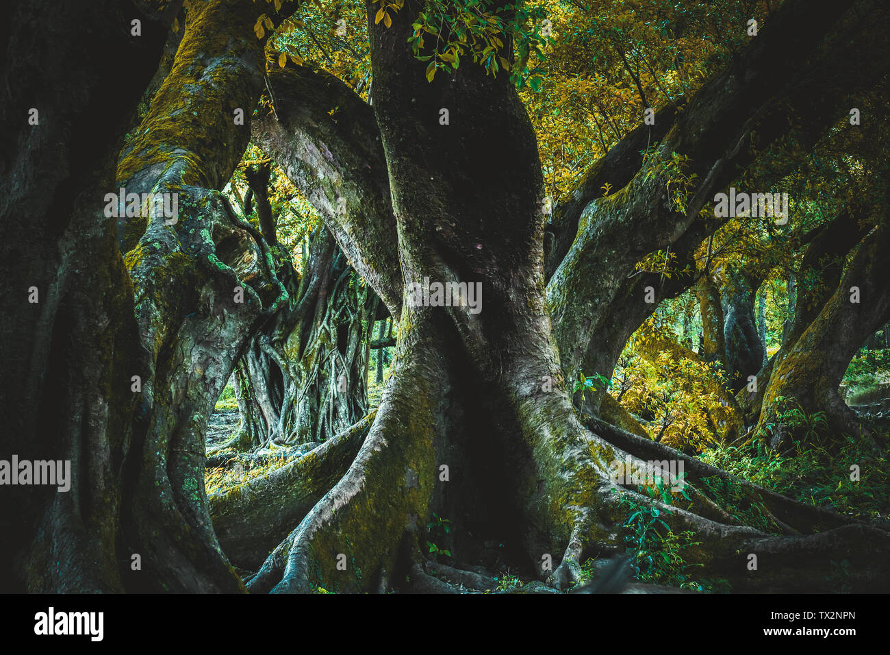 100 year old tree hi-res stock photography and images - Alamy