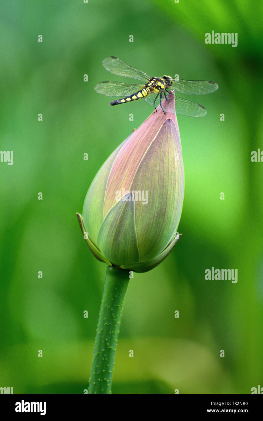Dragonfly lotus leaves hi-res stock photography and images - Alamy