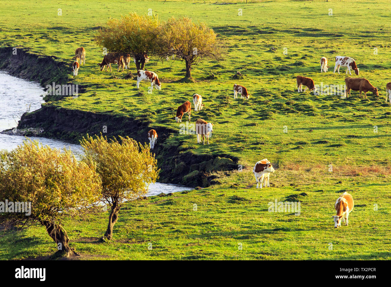 Livestock and pastoral songs with beautiful scenery hi-res stock ...