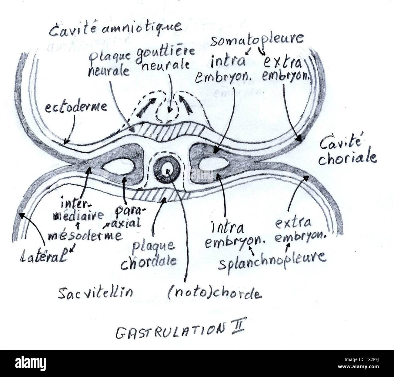Mise En Place High Resolution Stock Photography and Images - Alamy