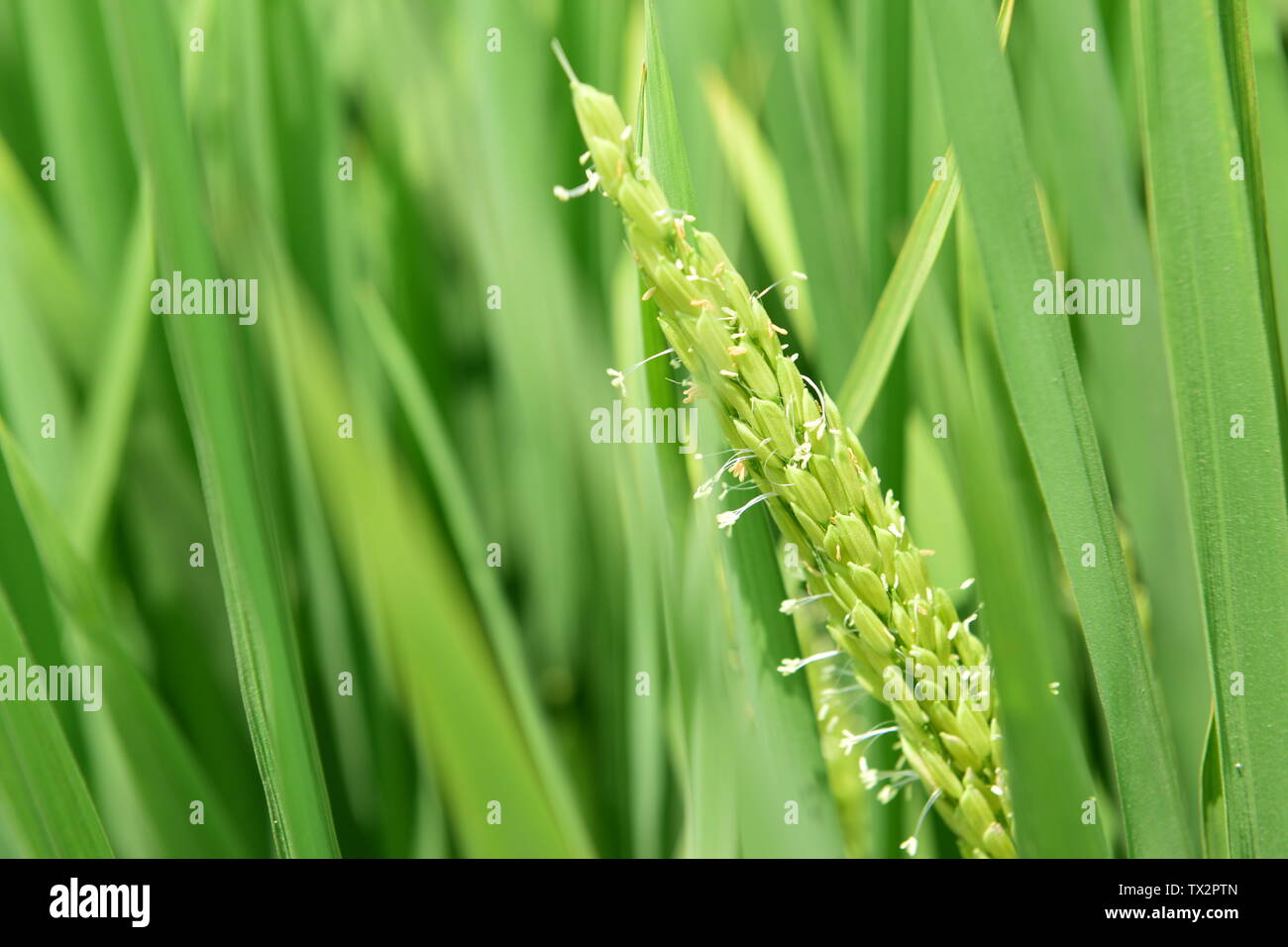 Rice spike paddy field, rice Stock Photo - Alamy