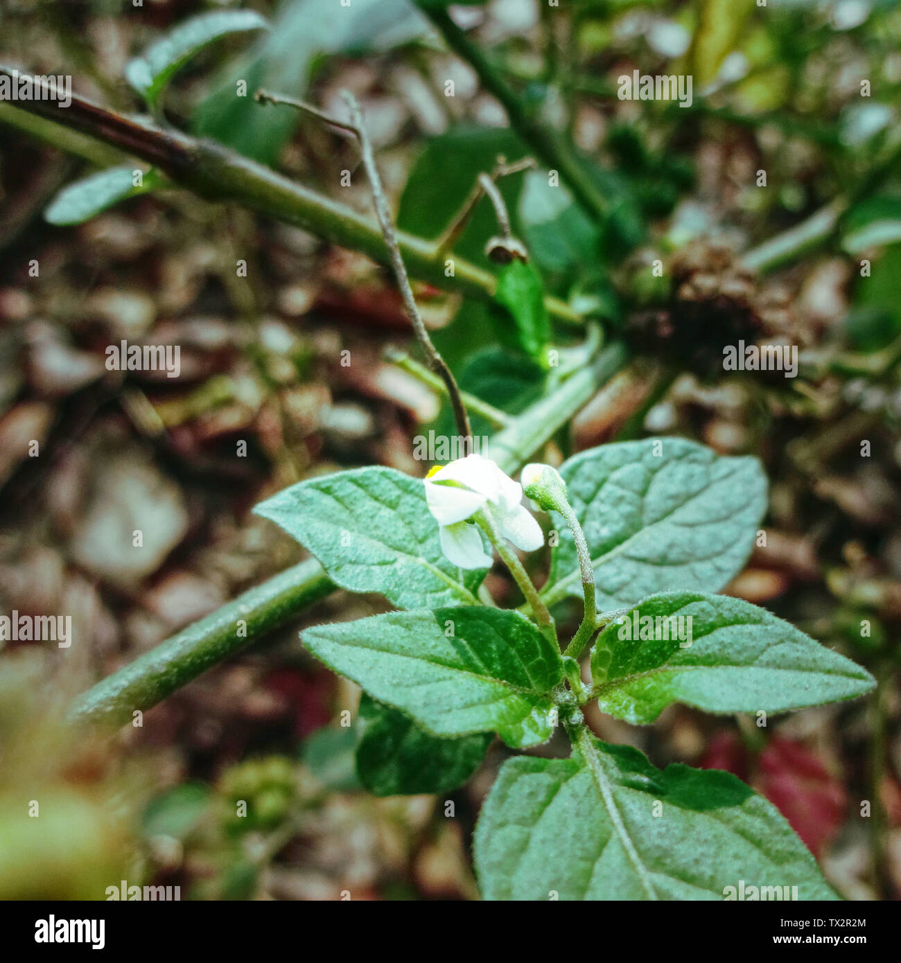 The flowers of the dragon flower Stock Photo - Alamy