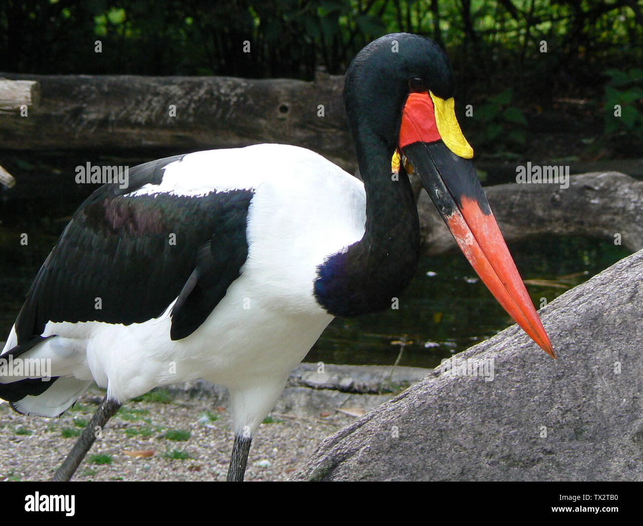 Zoo storch hi-res stock photography and images - Alamy